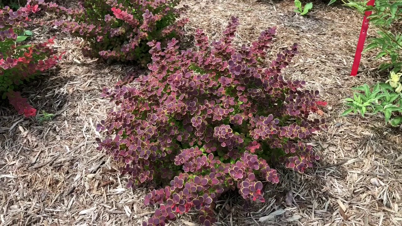 SUNJOY® Tangelo Berberis | www.gardencrossings.com - YouTube
