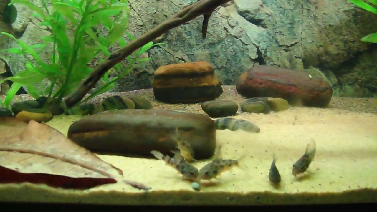 Corydoras Stream Aquarium - YouTube
