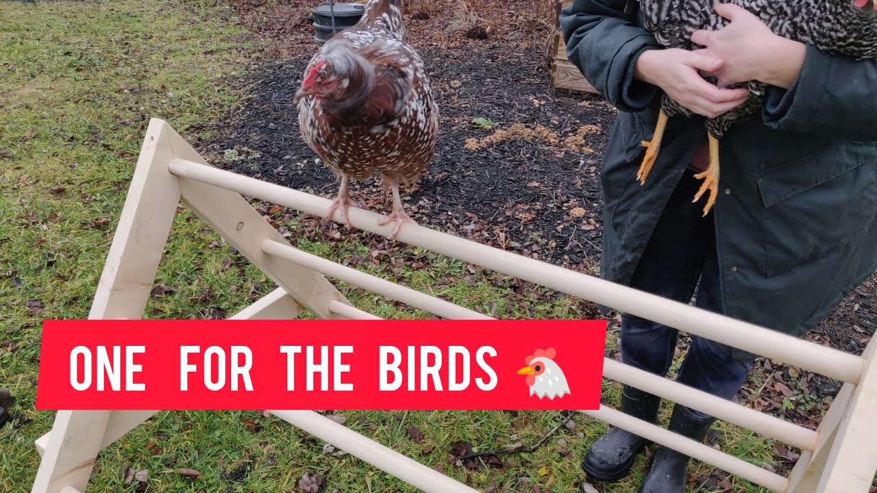 Latest Project: Creating a Hen Perch - YouTube
