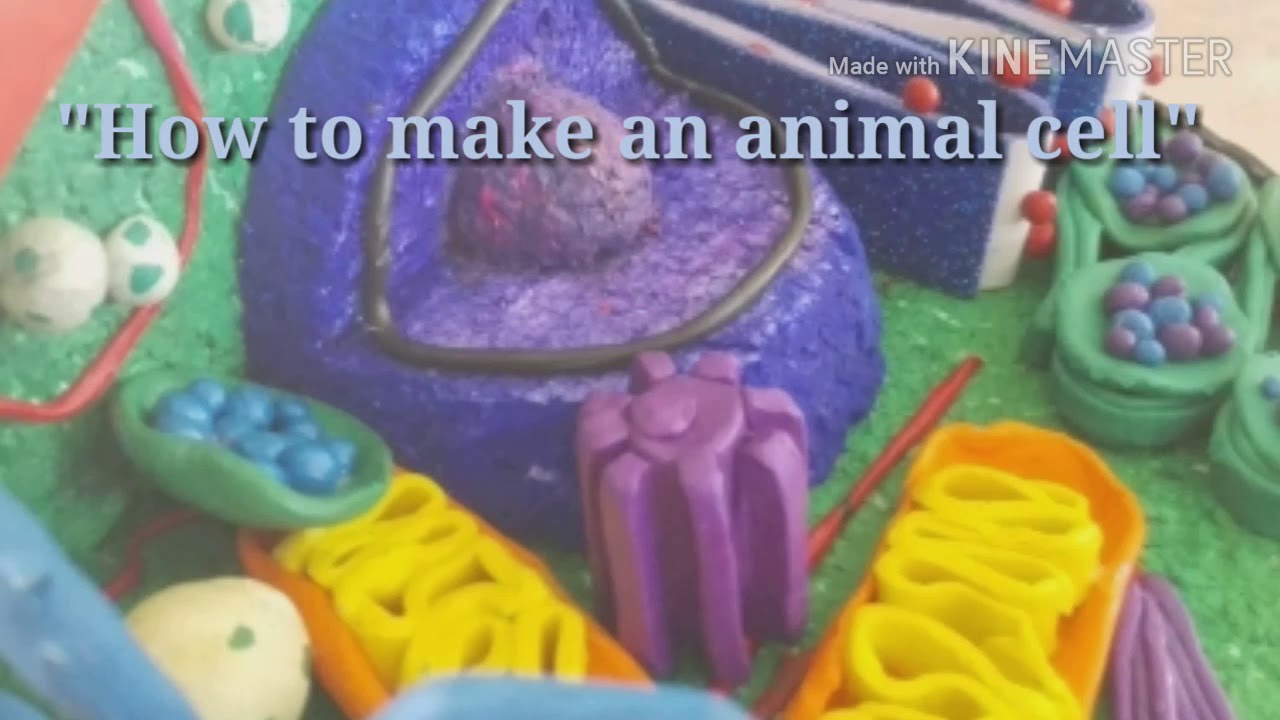 How to make an animal cell DIY - YouTube