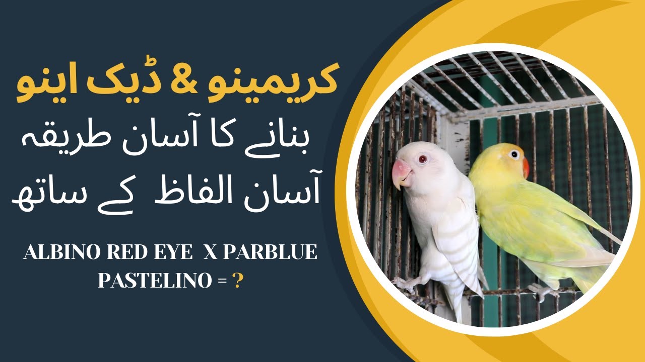 How To Produce CREAMINO & DECINO | Best Working Creamino & Decino ...