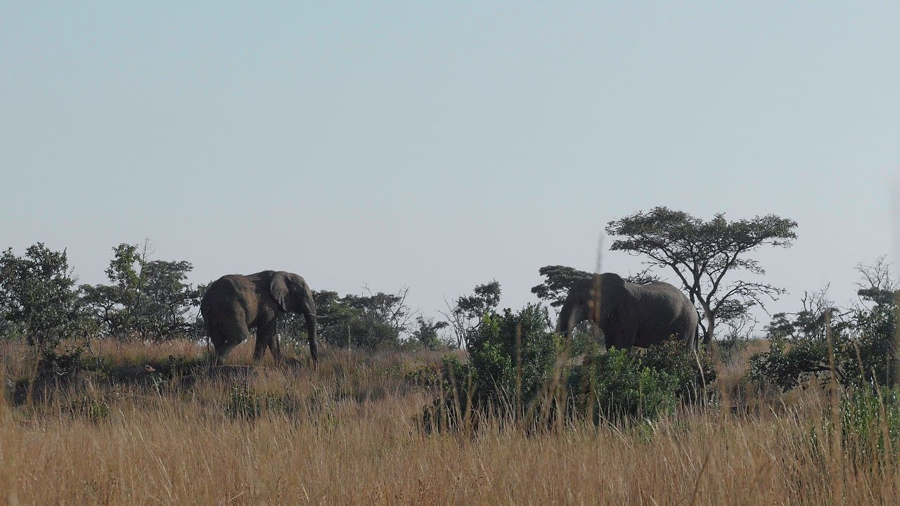 Animal Behavior: When Elephants Meet - YouTube