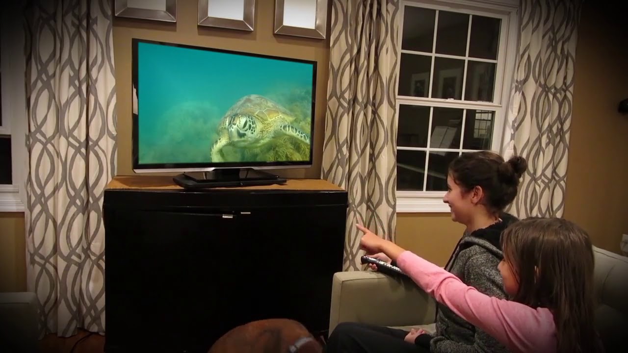 Watching Turtle Documentary Show 1 - YouTube