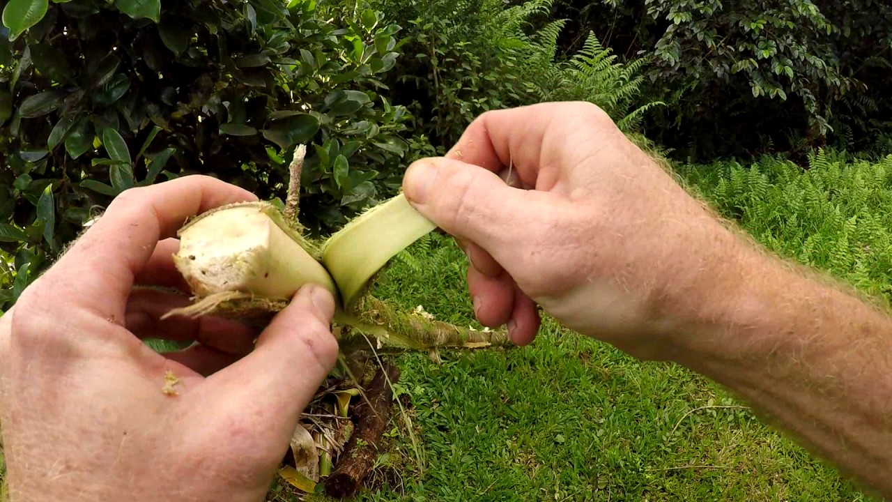 Survival Rope: Making Bark Climbing Cordage - YouTube