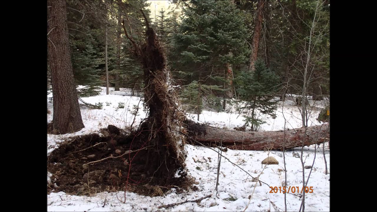 Cutting up a windthrown tree - YouTube