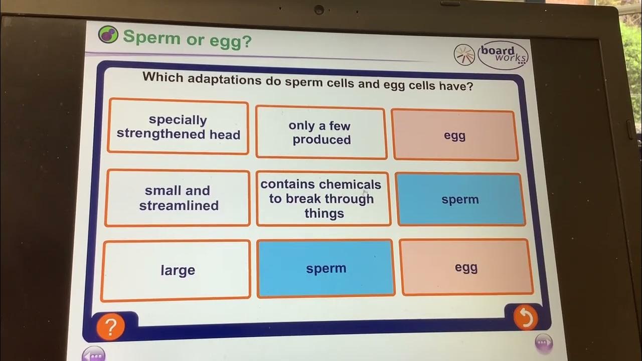 KS3-Biology-Human Reproduction-Adaptations of sperm or egg? - YouTube