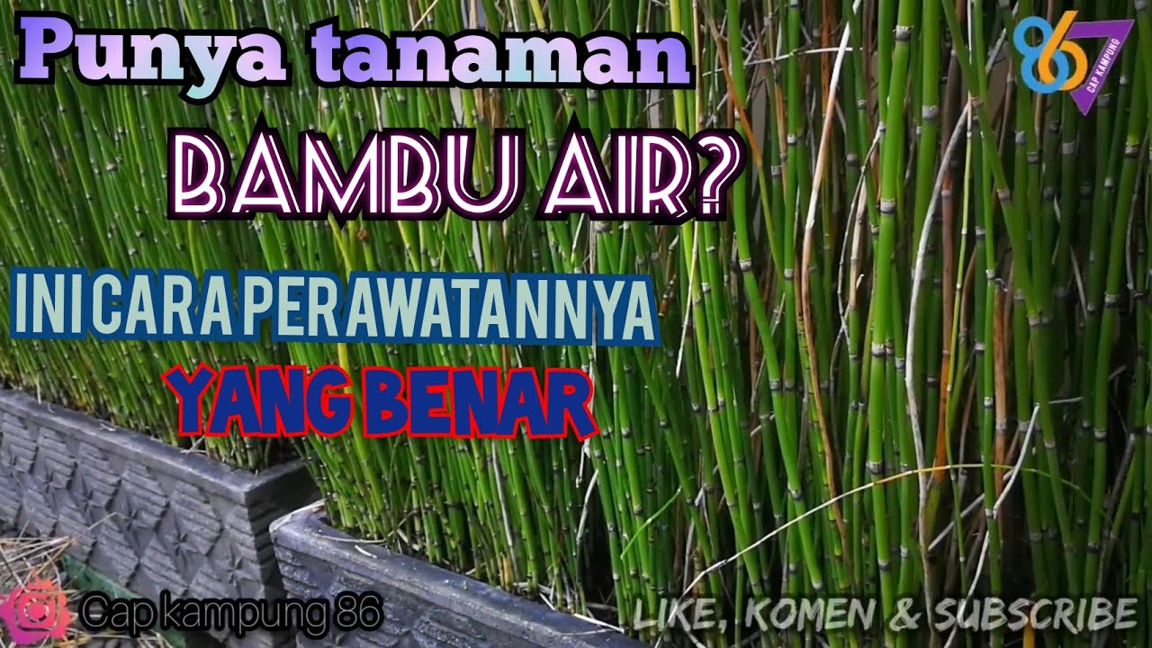 Cara menanam dan merawat tanaman bambu air di dalam pot | water bamboo ...