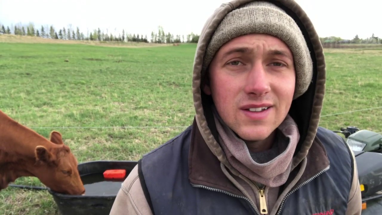 Prepping Our Largest Swale For Tree Planting With Our Herd - YouTube