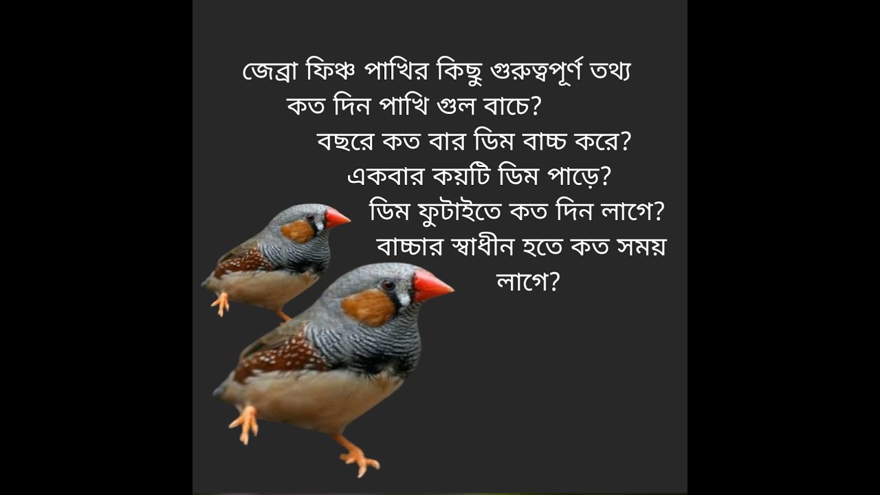 How long do zebra finches live bangla | zebra finch important ...