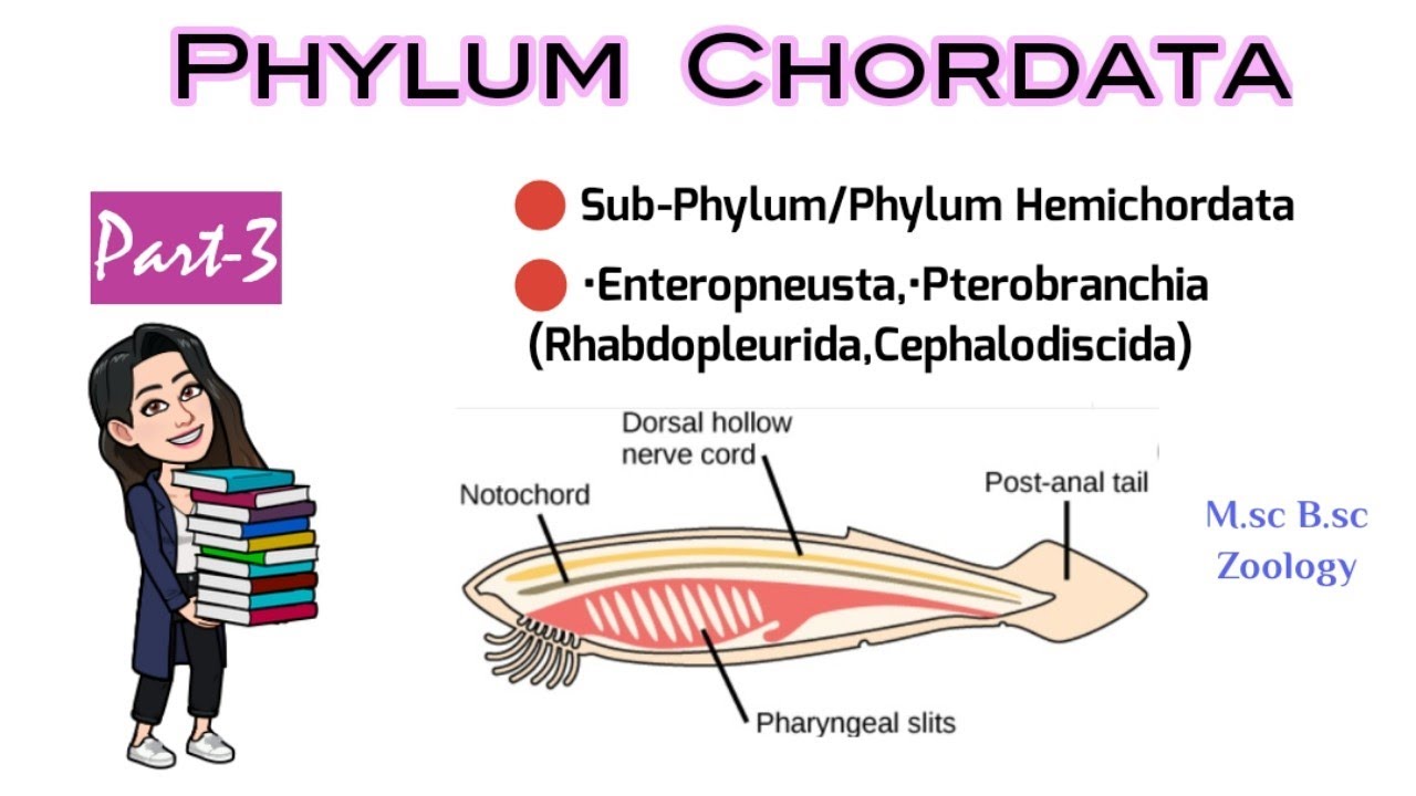 Part-3 Hemichordata or Adelochordata|Detailed Classification of ...