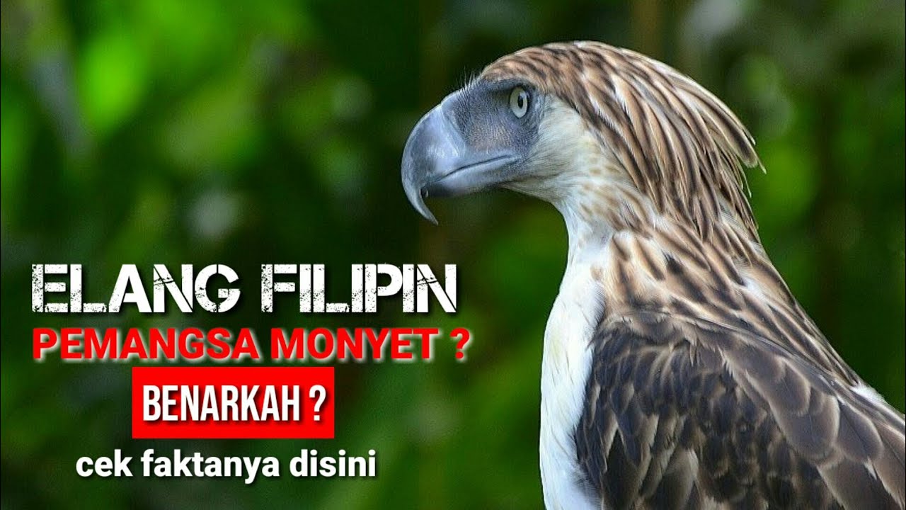 elang terbesar di dunia #faktaunik #animals - YouTube