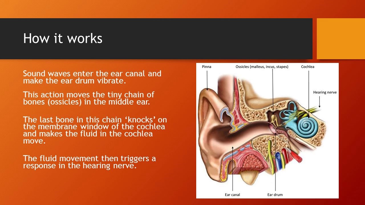 Lecture 30 A&P The Ear - YouTube