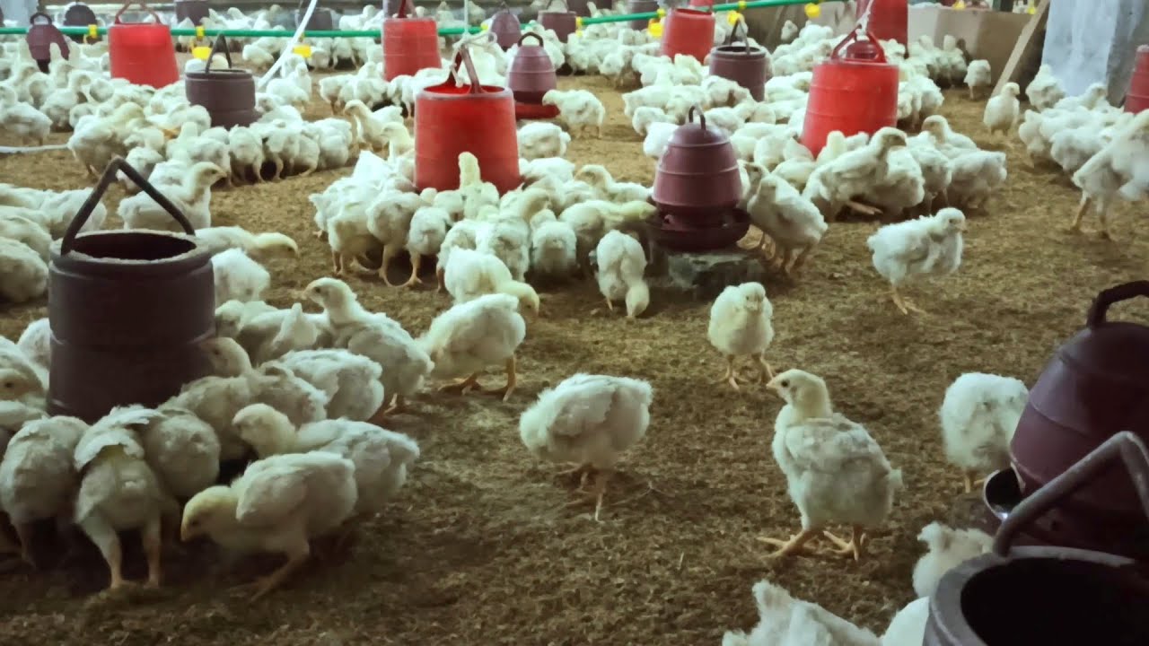 Broiler Parent Stock Chicken Farming 👌 Ten Days Old Parent Stock Chicks ...