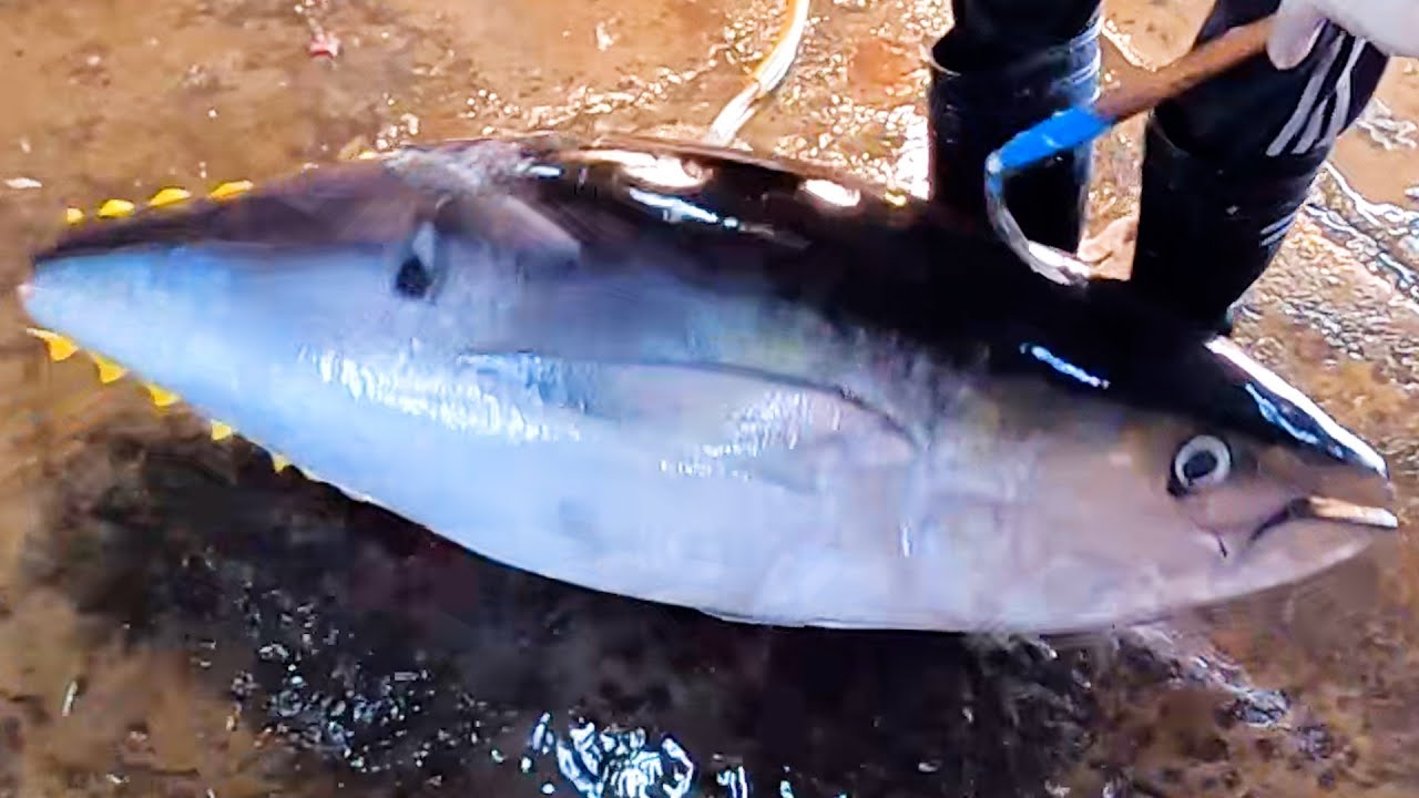 Amazing cutting skills! Cut Master 3 Minutes Quickly Cut Tuna / 驚人的切割技巧 ...