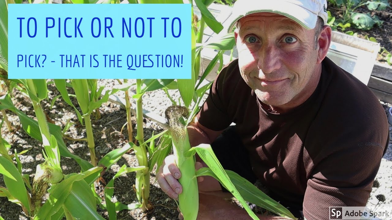 How to Know That Your Sweet Corn is Ready to Harvest - YouTube