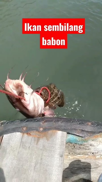 mancing ikan sembilang besar di muara - YouTube