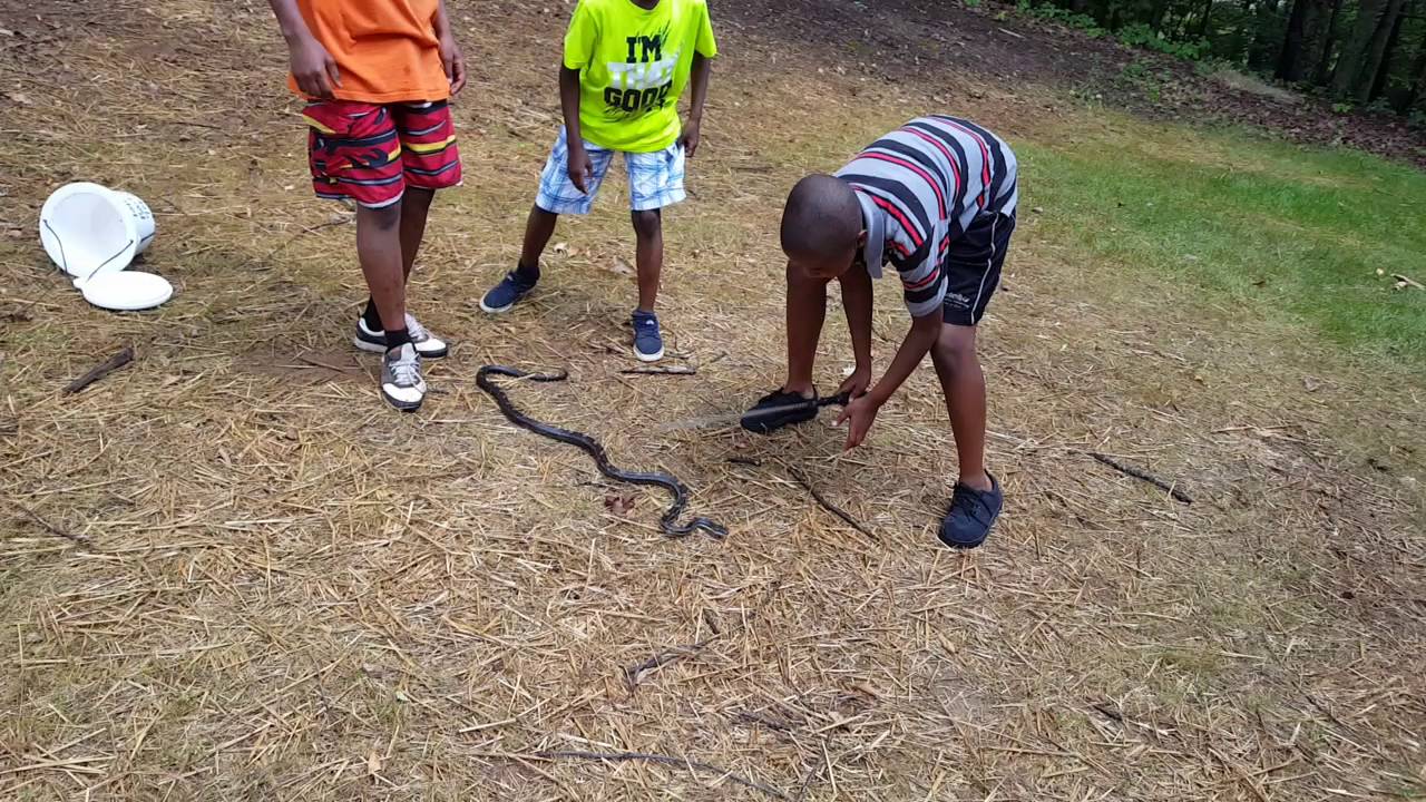 Snake wrangling! - YouTube