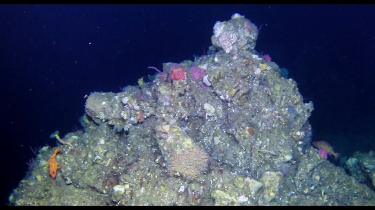 Channel Islands Rockfish - YouTube