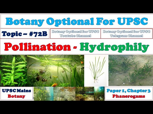 Water Pollination Commonly Occurs In