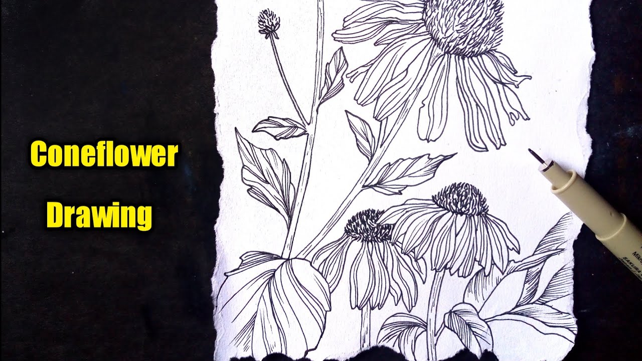 Coneflower Pen Drawing | Pen and Ink Drawing | #GM_Creations - YouTube
