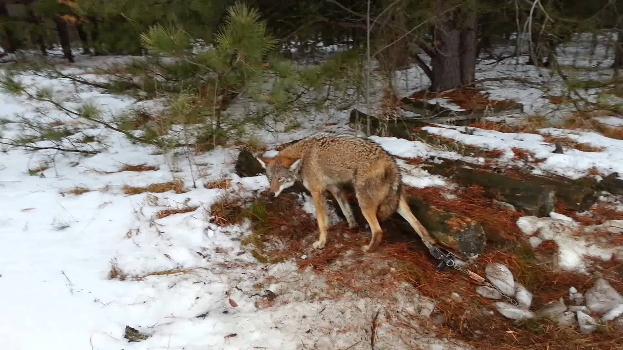 Wiggletown trapping, coyote #1, scent post set - YouTube