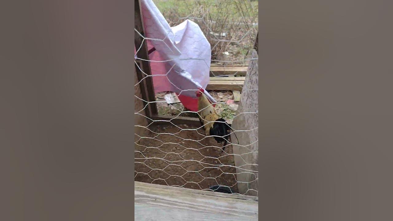 Puro gallero #blackgrey #gamefowl #grey - YouTube