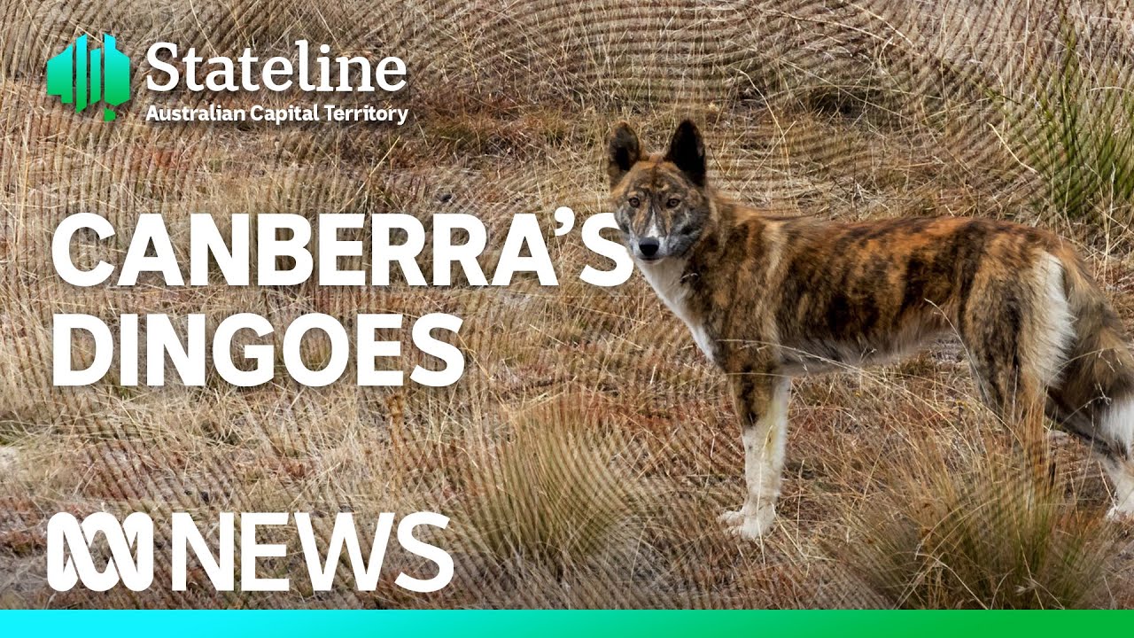 These alpine dingoes are a mystery — researchers want to change that ...