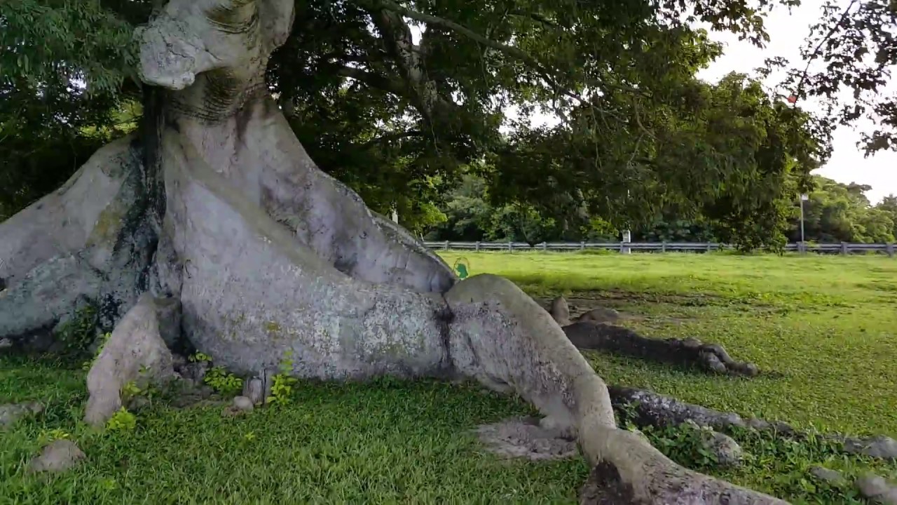 La Gran Ceiba tree on Vieques Island, Puerto Rico - YouTube