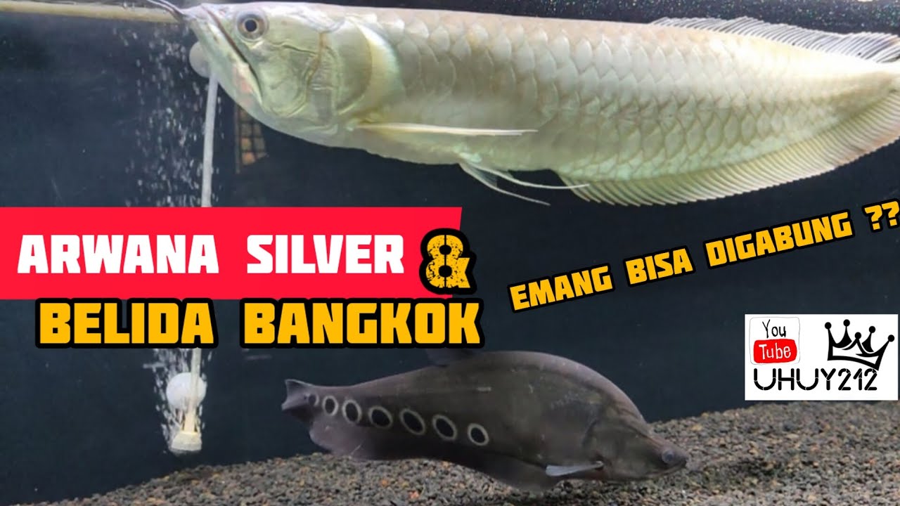 ARWANA SILVER & BELIDA BANGKOK - YouTube
