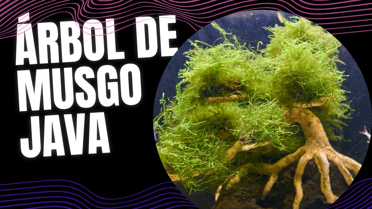 Arbol de musgo de java - YouTube