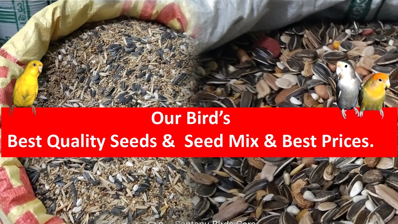 Our Bird’s Best Quality Seeds & Seed Mix & Best Prices. - YouTube
