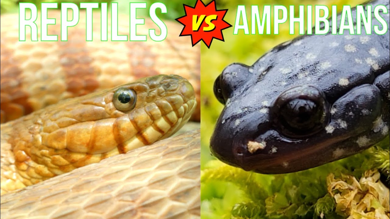 Reptiles vs. Amphibians: What's the Difference? - YouTube