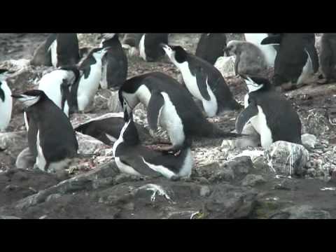 Chinstrap Penguins Mating Antarctica - YouTube