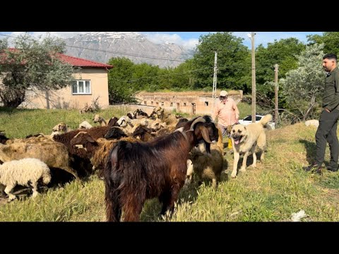 KÖYE YERLEŞMEK İSTEYENLER BU VİDEOYU İZLEMELİ~4 KEÇİ 3 KOYUNLA SÜRÜ OLUŞTURAN ALİ AMCA