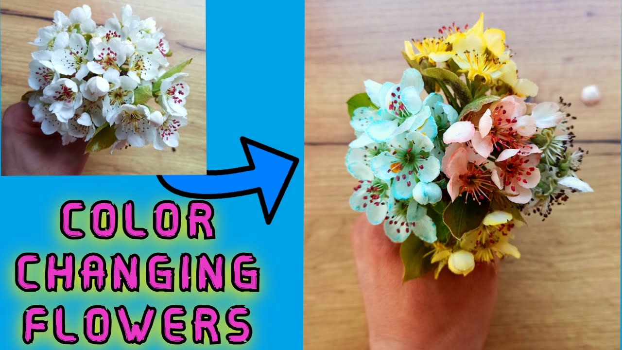 Color Changing Flowers | DIY Easy Science Experiment - YouTube