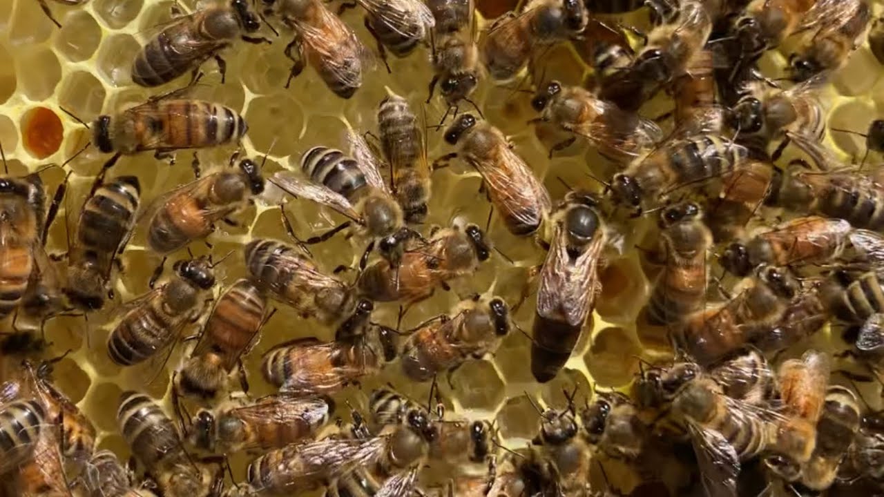 Queen Bee Laying Eggs | May 2021 | Beekeeping for Beginners - YouTube