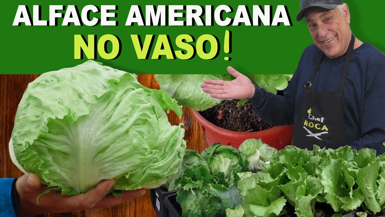 Como plantar ALFACE AMERICANA🥬 no VASO ou PEQUENOS ESPAÇOS - YouTube