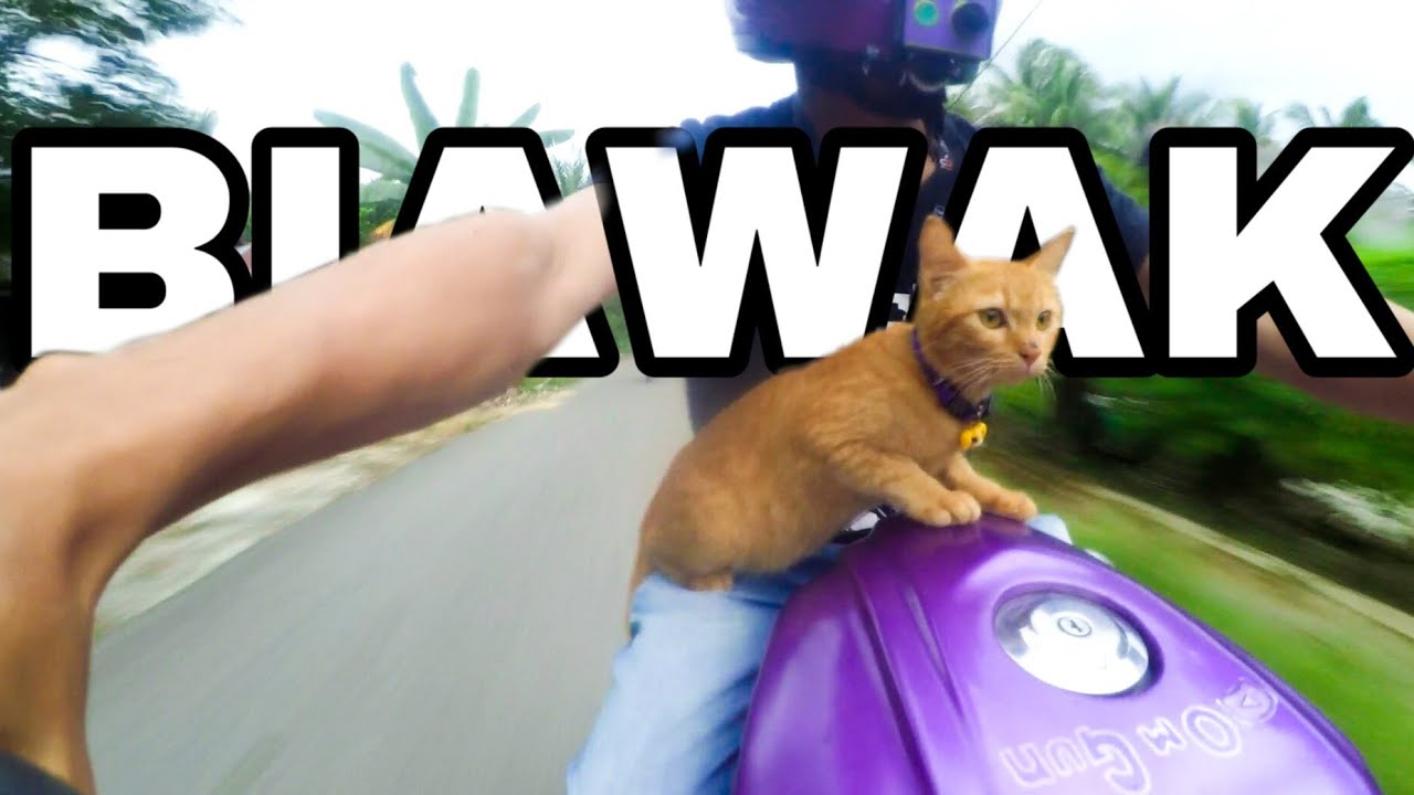 BAWA KUCING JALAN - JALAN NAIK MOTOR - YouTube