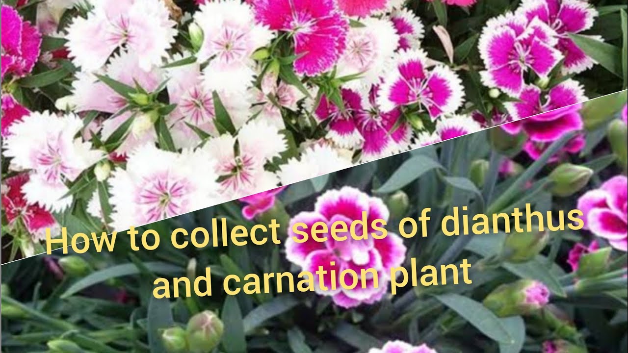 How to collect seeds of dianthus and carnation plant for next season ...