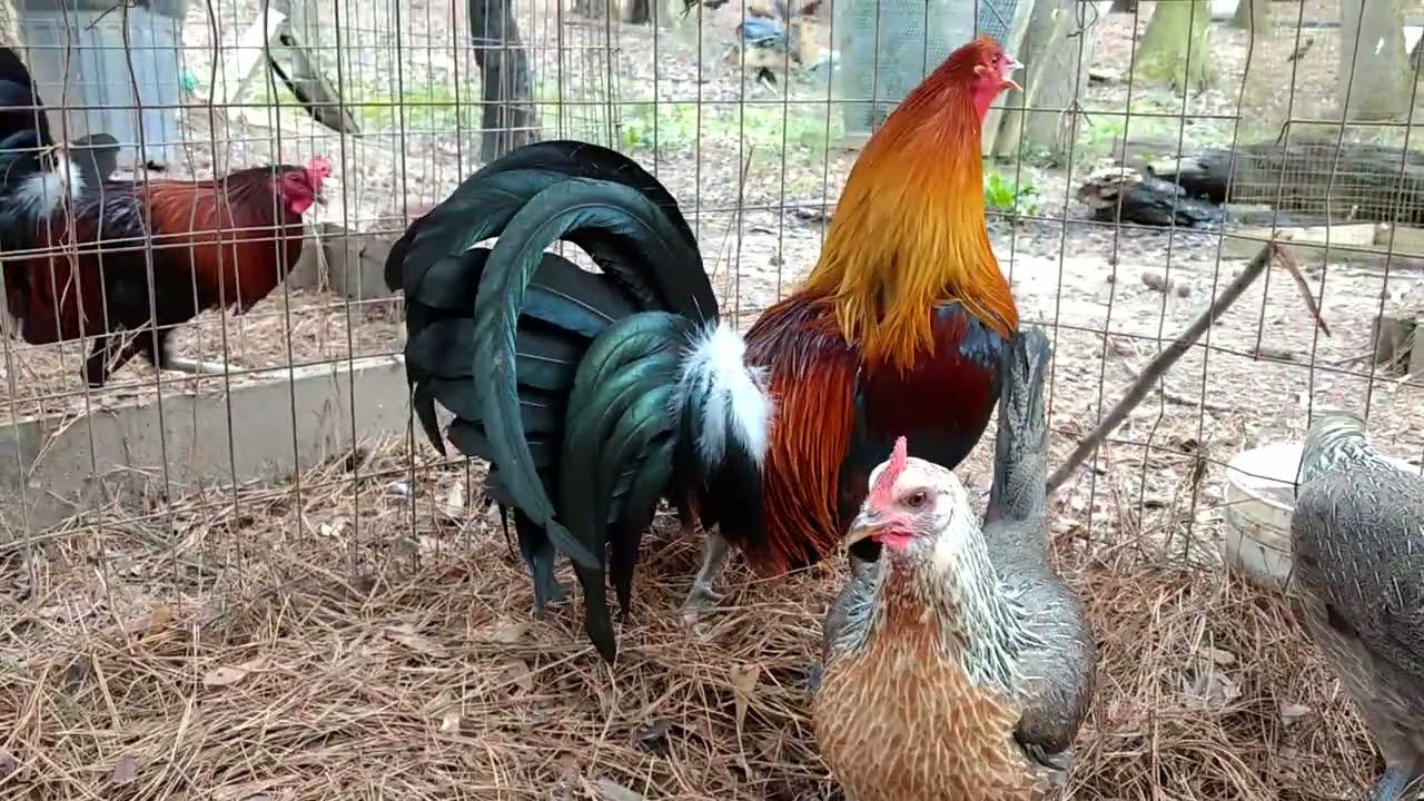 Billy ruble hatch brood cock - YouTube