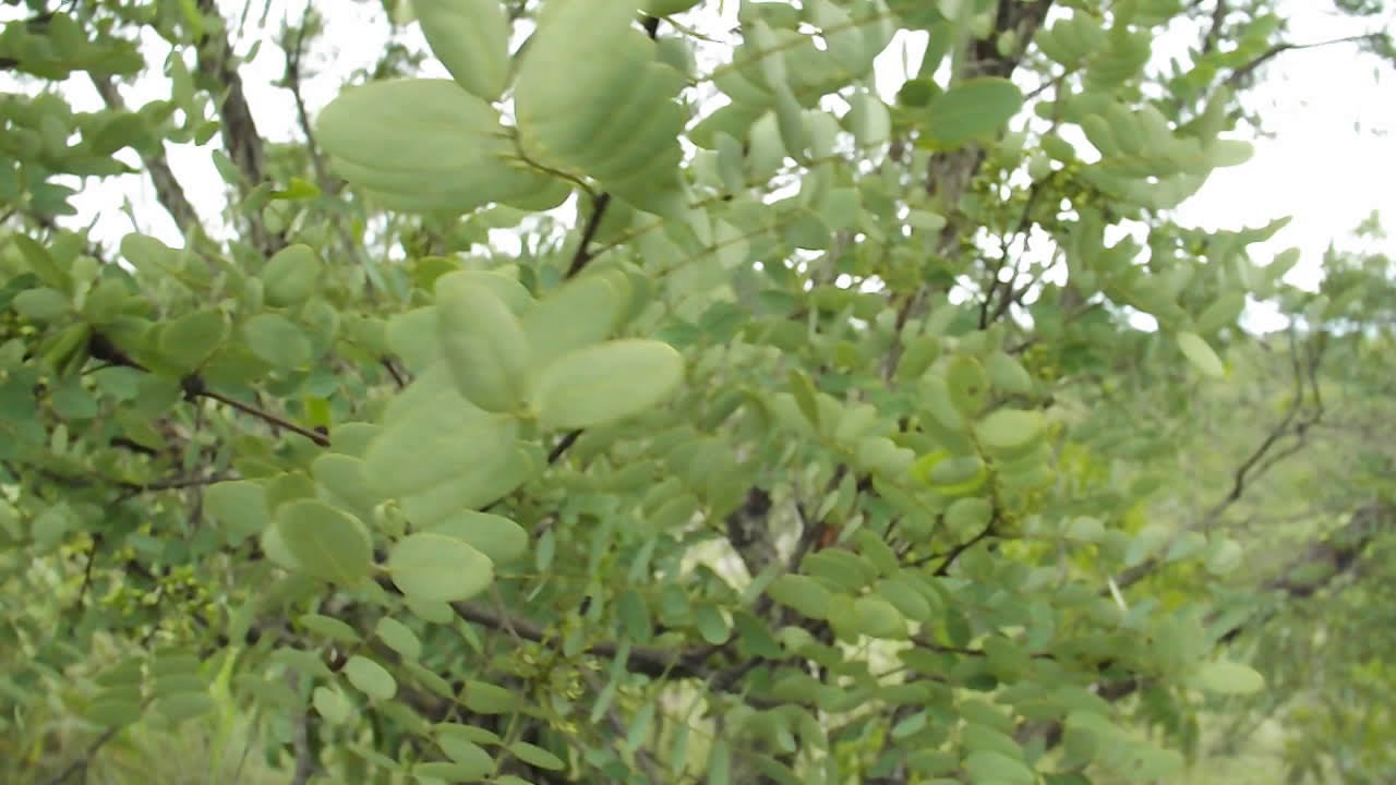MAIS UMA ÁRVORE COMUM NO CERRADO: A CAVIÚNA DO CERRADO OU PAU-PRETO ...