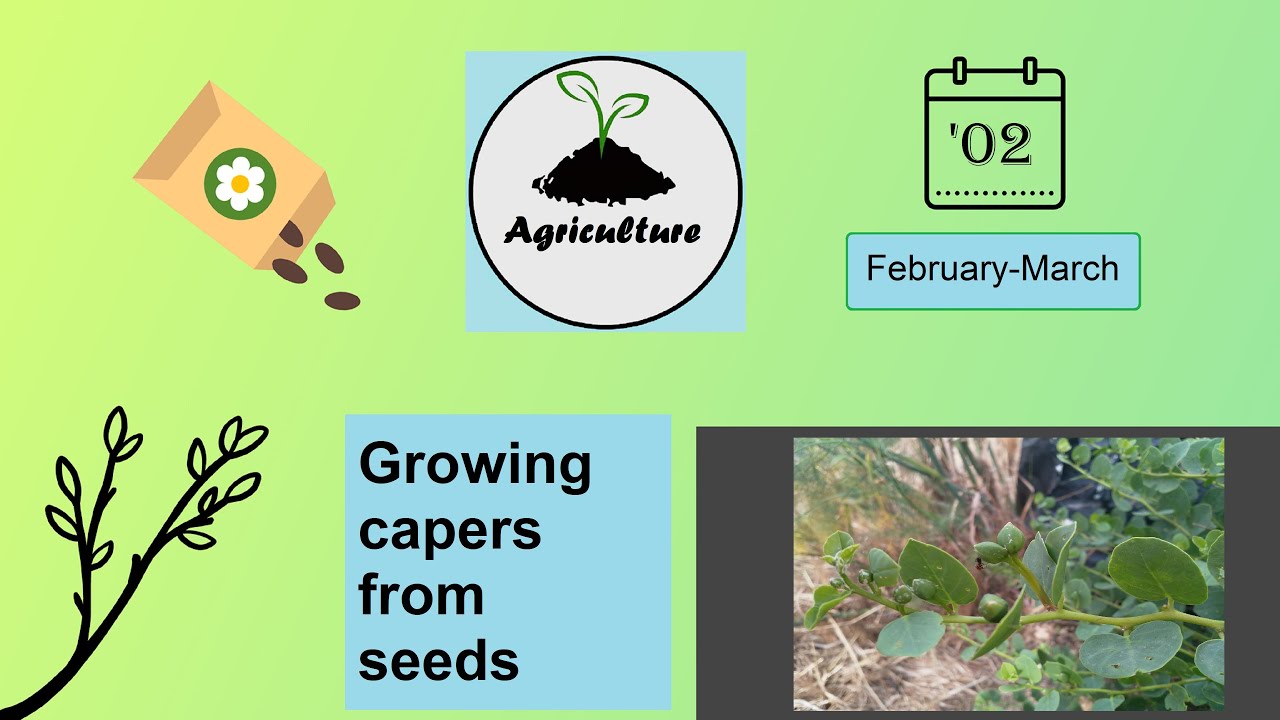 Growing Capers - YouTube