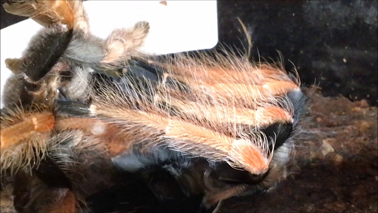 Female Brachypelma boehmei (Mexican Fire Leg) Molting - YouTube
