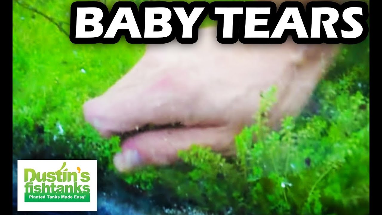 How to Grow & Harvest Baby Tears Outside - YouTube