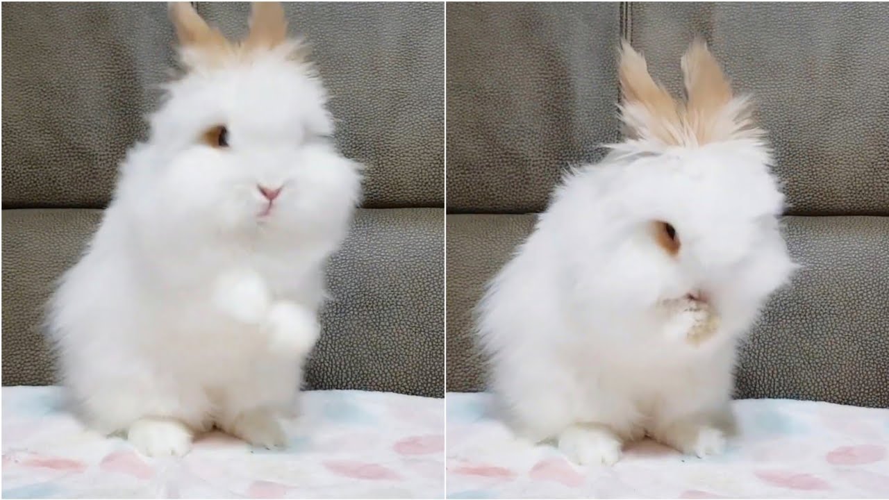 세수하는 토끼 순둥이💙 Bunny washing face - YouTube