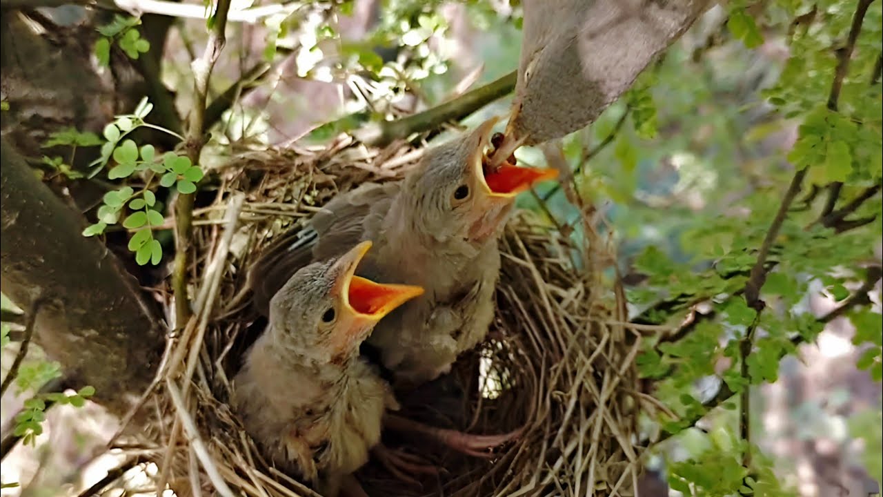 Wild Asian babbler babies wants to leave nest after feed ...