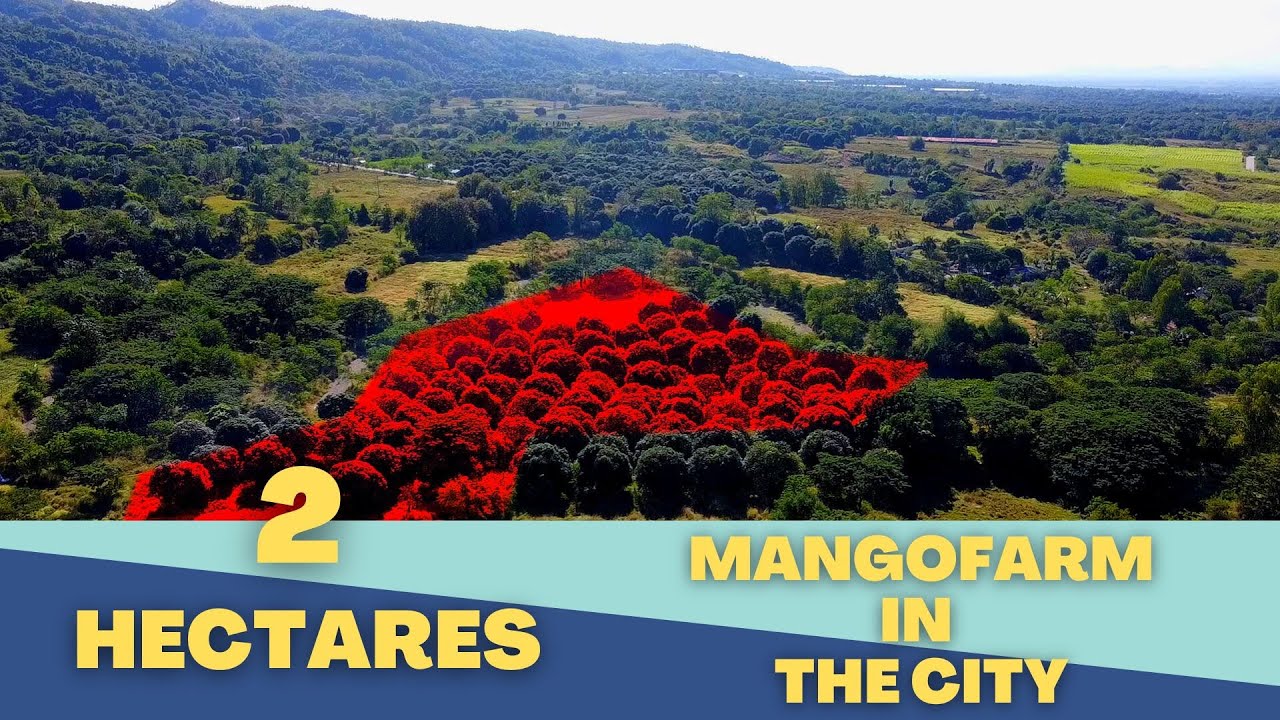 (V#117) 2 Hectares Mango Farm (Price : 3.8M All in) @San Jose City ...