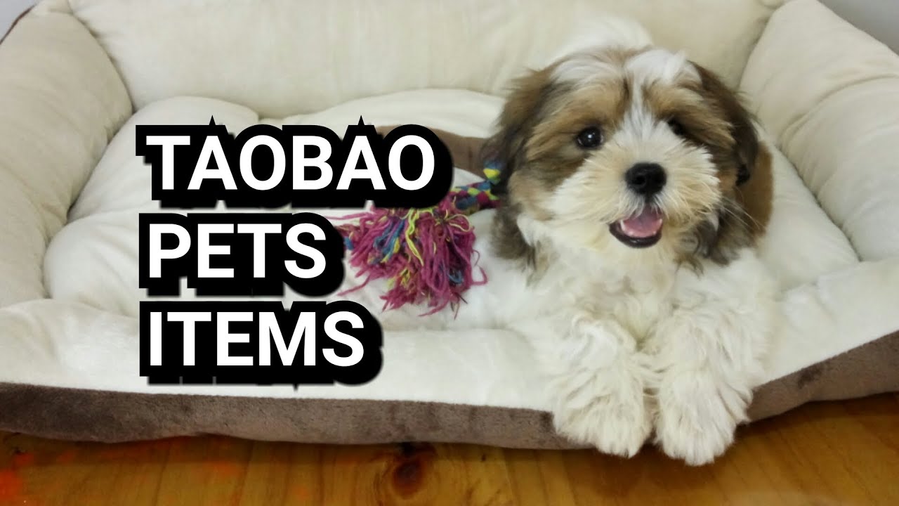 TOT EP30: Pet Accessories from Taobao (ft. Bucky) - YouTube