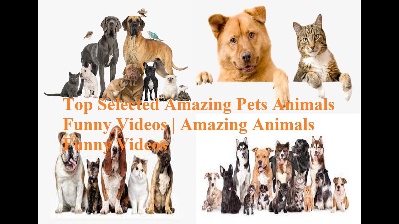 Top Selected Amazing Pets Animals Funny Videos | Amazing Animals Funny ...
