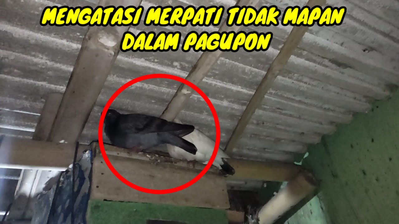 CARA MENGATASI MERPATIKU YANG TIDAK MAPAN DALAM PAGUPON || Tanya jawab ...